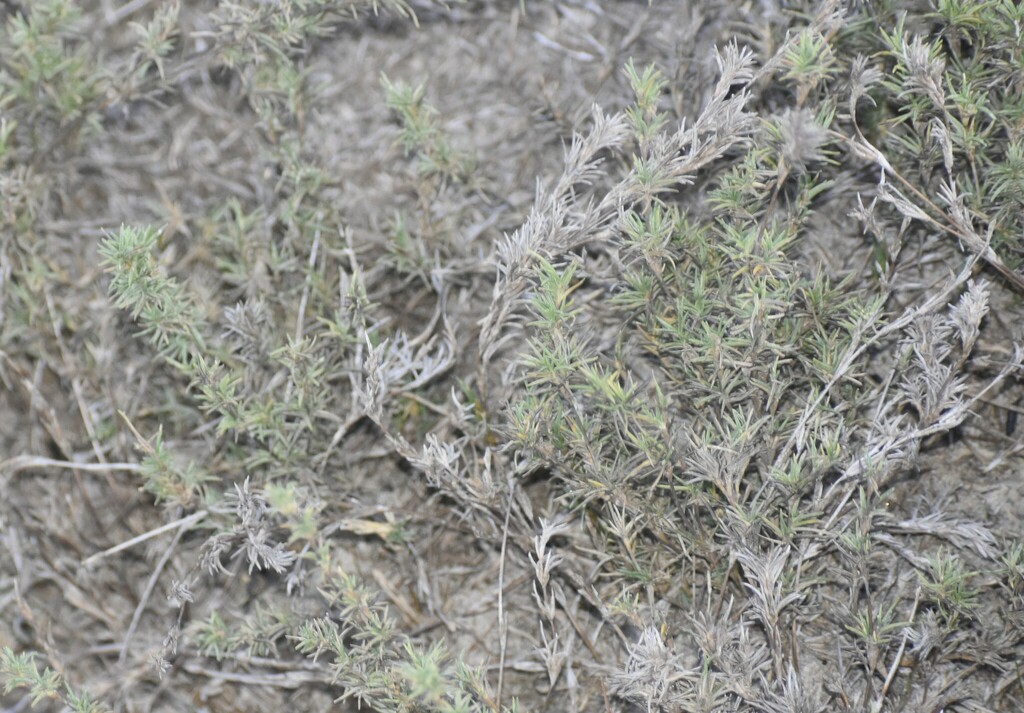 shore grass from Hidalgo County, TX, USA on December 11, 2022 at 05:48 ...