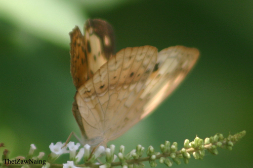 Rustic (Butterflies of Myanmar (Burma)) · iNaturalist