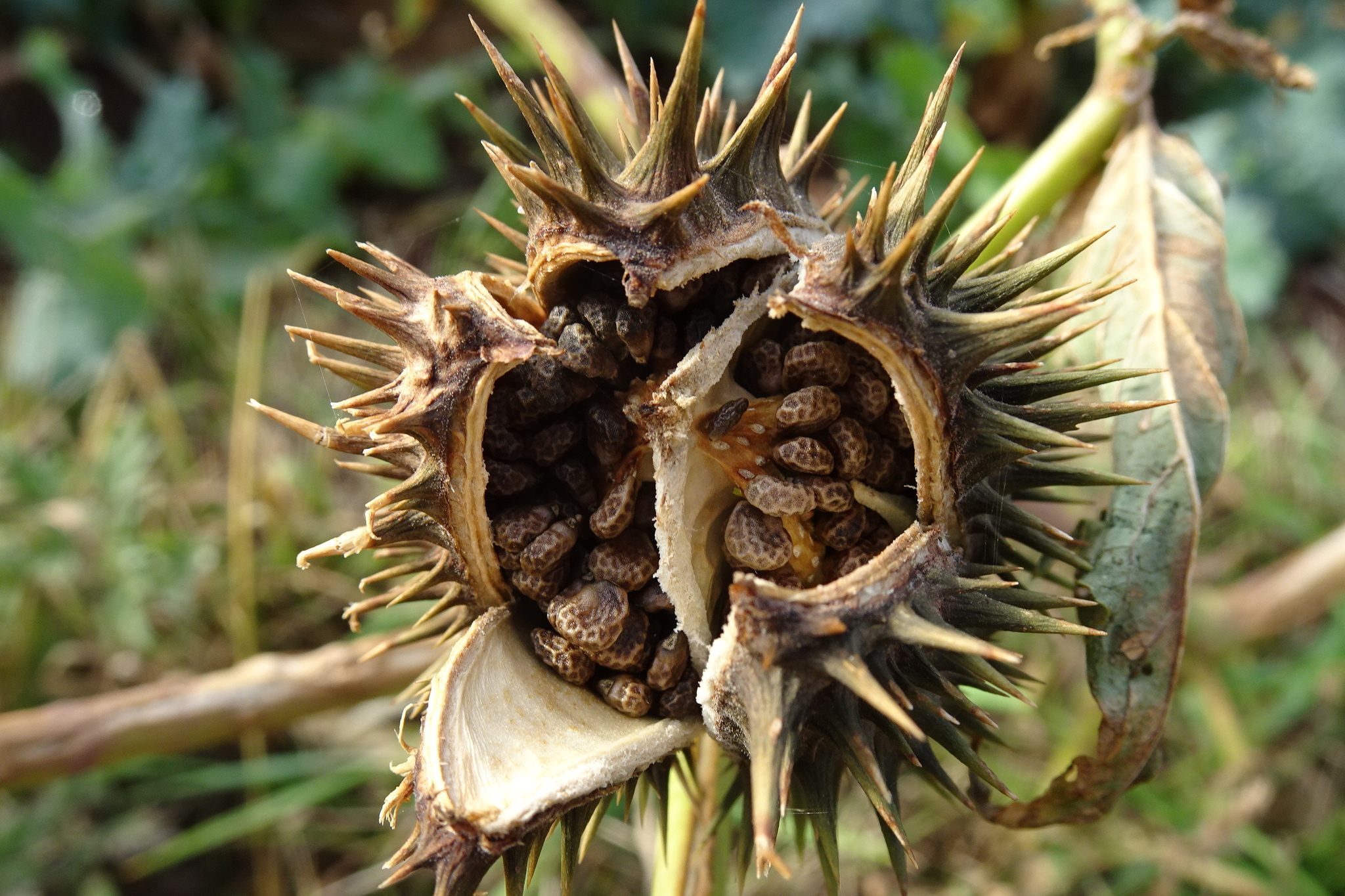 Datura stramonium L.