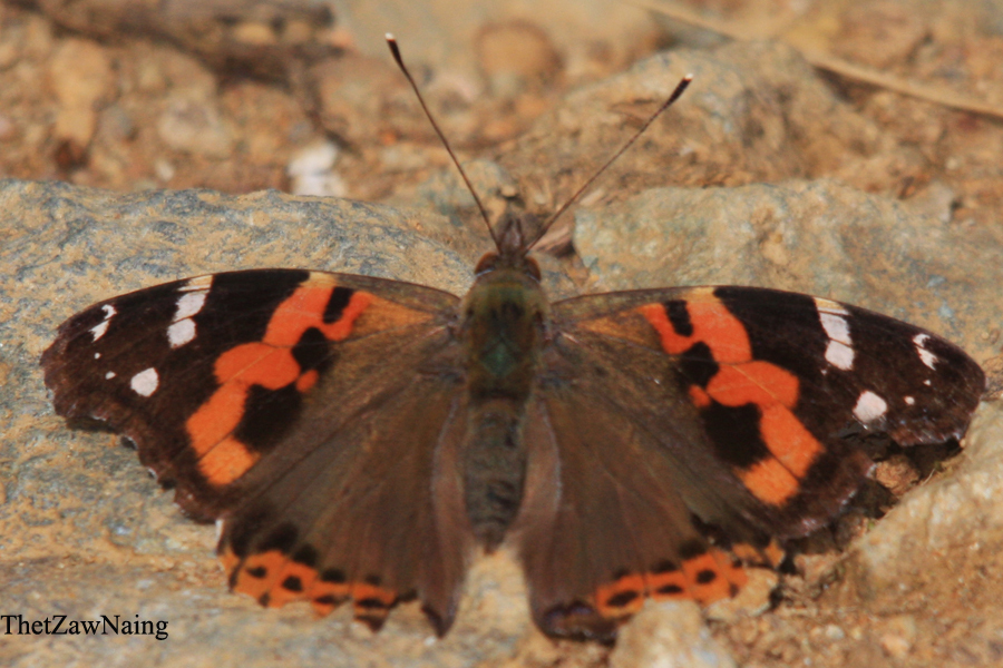 Indian Red Admiral (Butterflies of Myanmar (Burma)) · iNaturalist