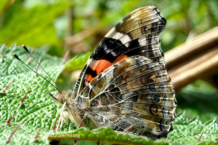 Indian Red Admiral (Butterflies of Myanmar (Burma)) · iNaturalist