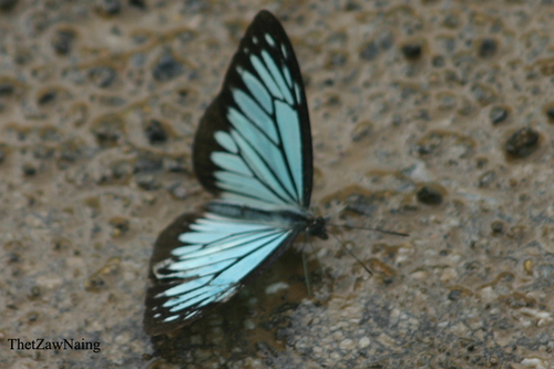 Indian Wanderer (Butterflies of Myanmar (Burma)) · iNaturalist