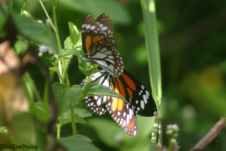 White Tiger Butterfly (Butterflies of Myanmar (Burma)) · iNaturalist
