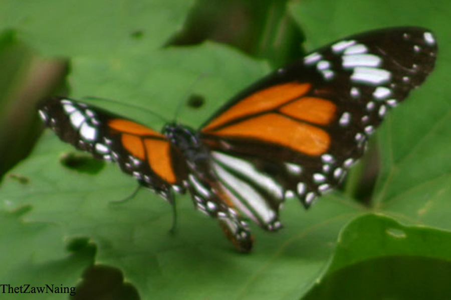 White Tiger Butterfly (Butterflies of Myanmar (Burma)) · iNaturalist