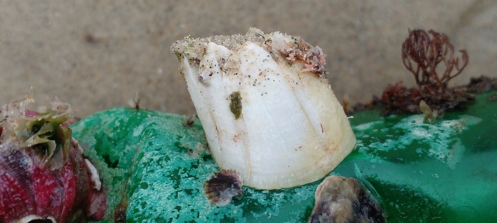Ivory Barnacle from Niterói - RJ, Brasil on January 5, 2023 at 11:58 AM ...
