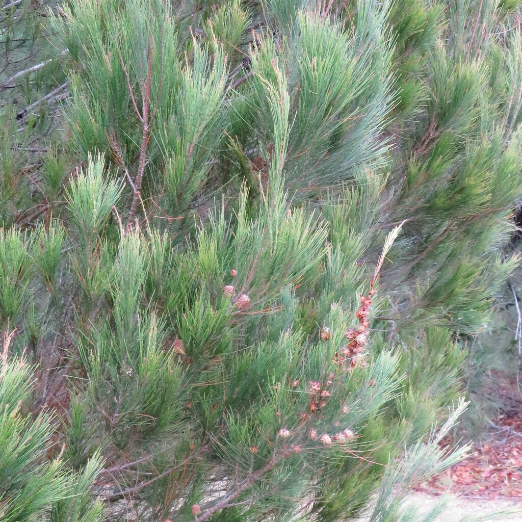 Black sheoak from Wallaga Lake NSW 2546, Australia on January 04, 2023 ...
