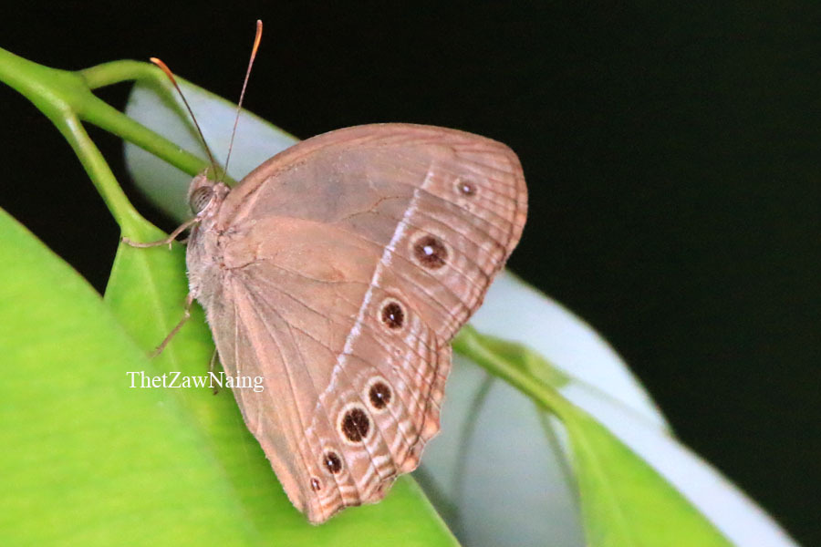 Intermediate Bushbrown (Butterflies of Myanmar (Burma)) · iNaturalist
