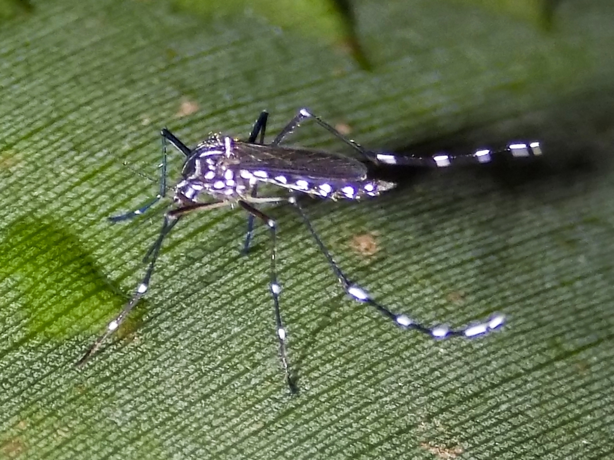 Aedes aegypti (Linnaeus, 1762)