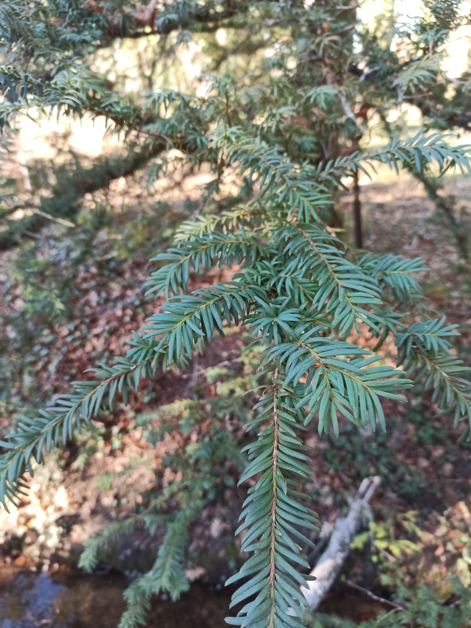 Taxus baccata L.