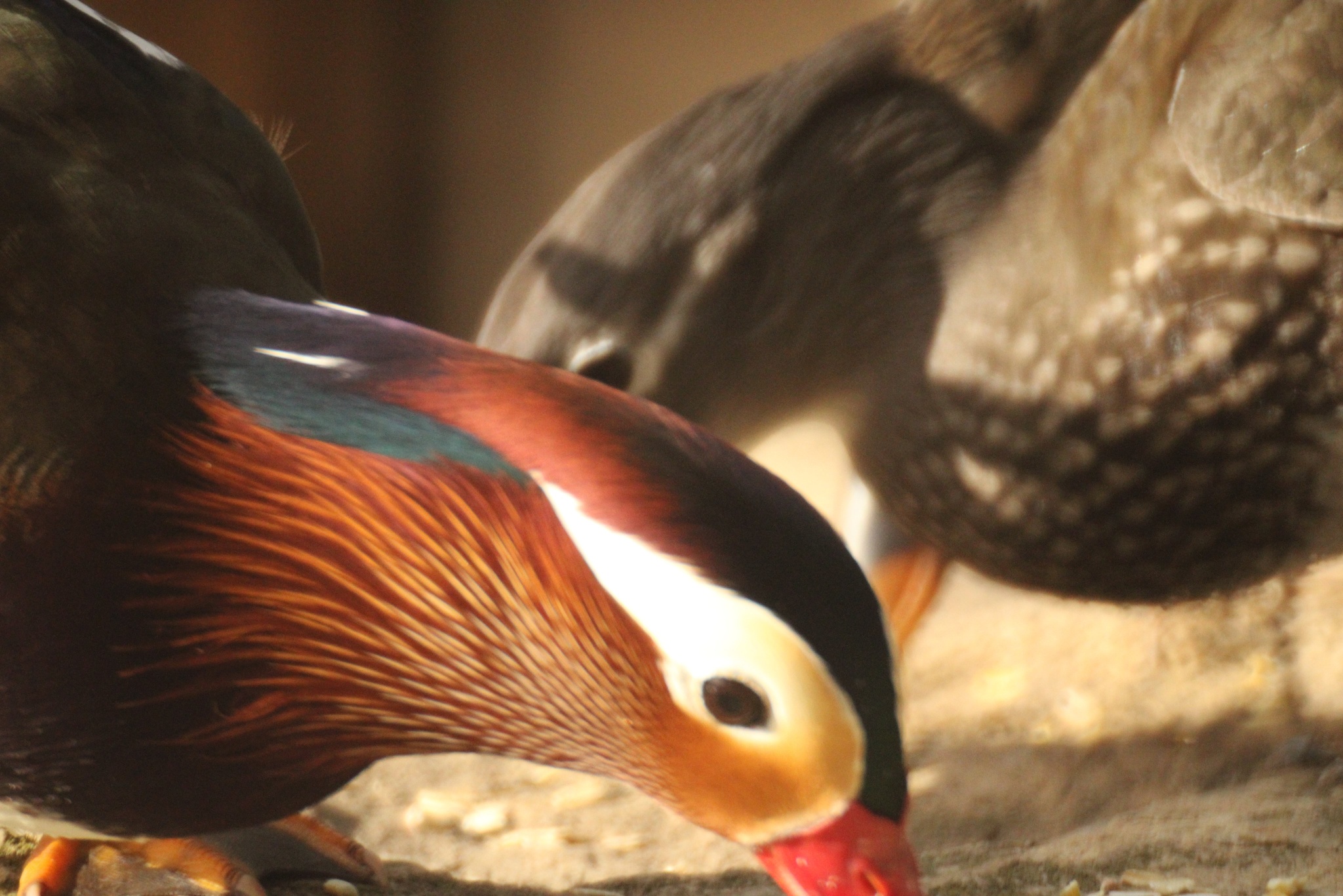 Aix galericulata (Linnaeus, 1758)