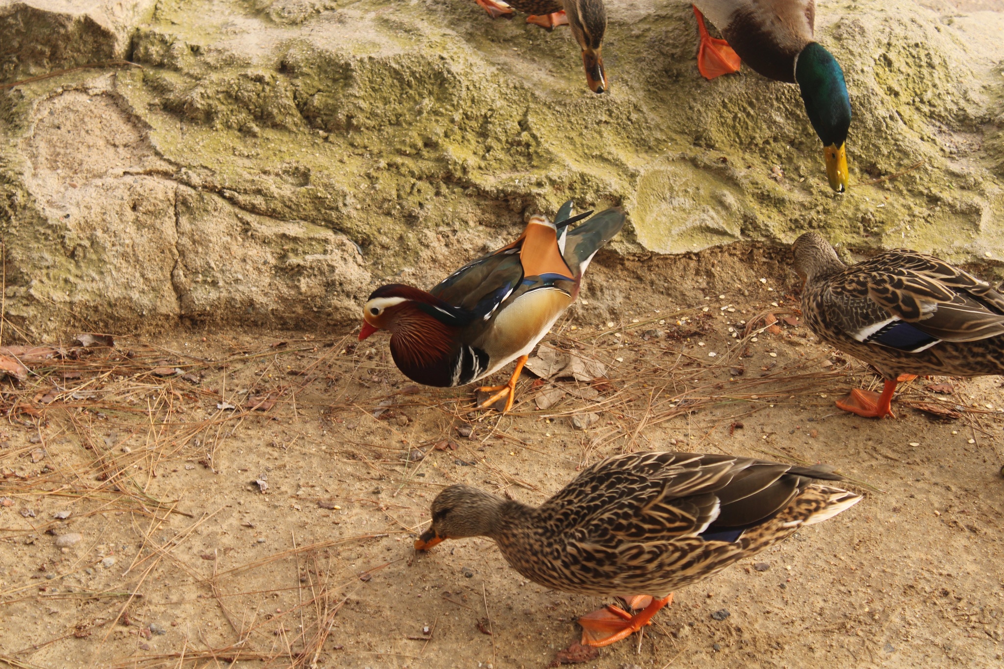 Aix galericulata (Linnaeus, 1758)