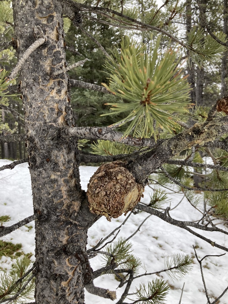 Western Gall Rust from Kananaskis, AB T0L, Canada on December 28, 2022 ...
