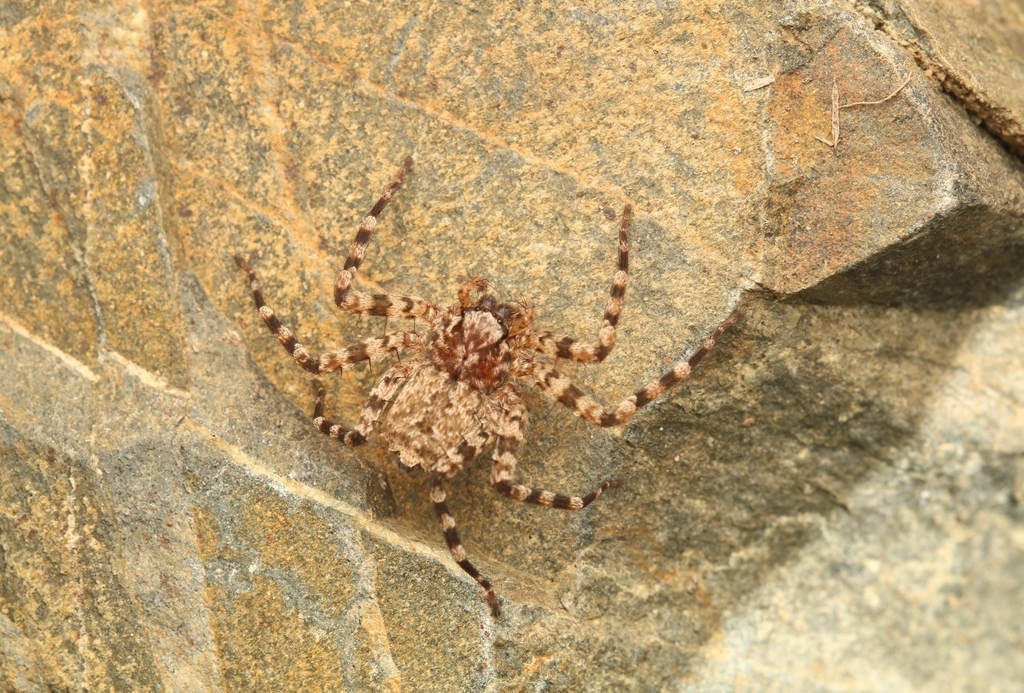 Crescent-eyed Spiders from Santa Cruz, Aruba on December 28, 2022 at 11 ...