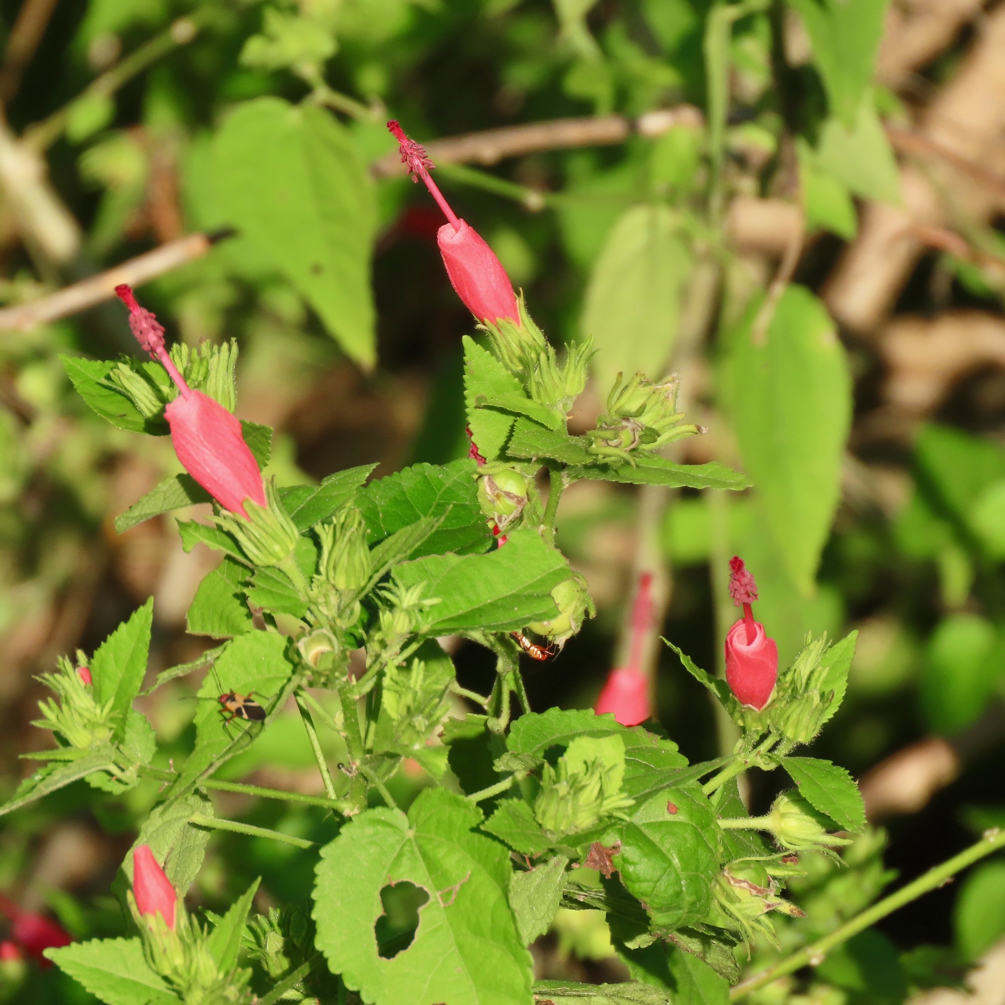 Malvaviscus arboreus Cav.
