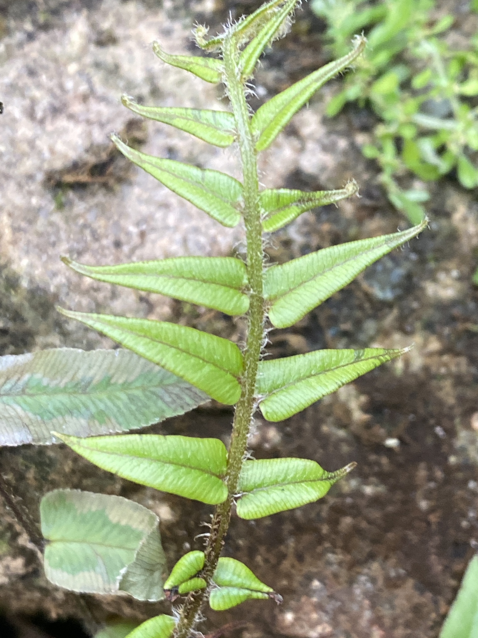 Pteris vittata L.
