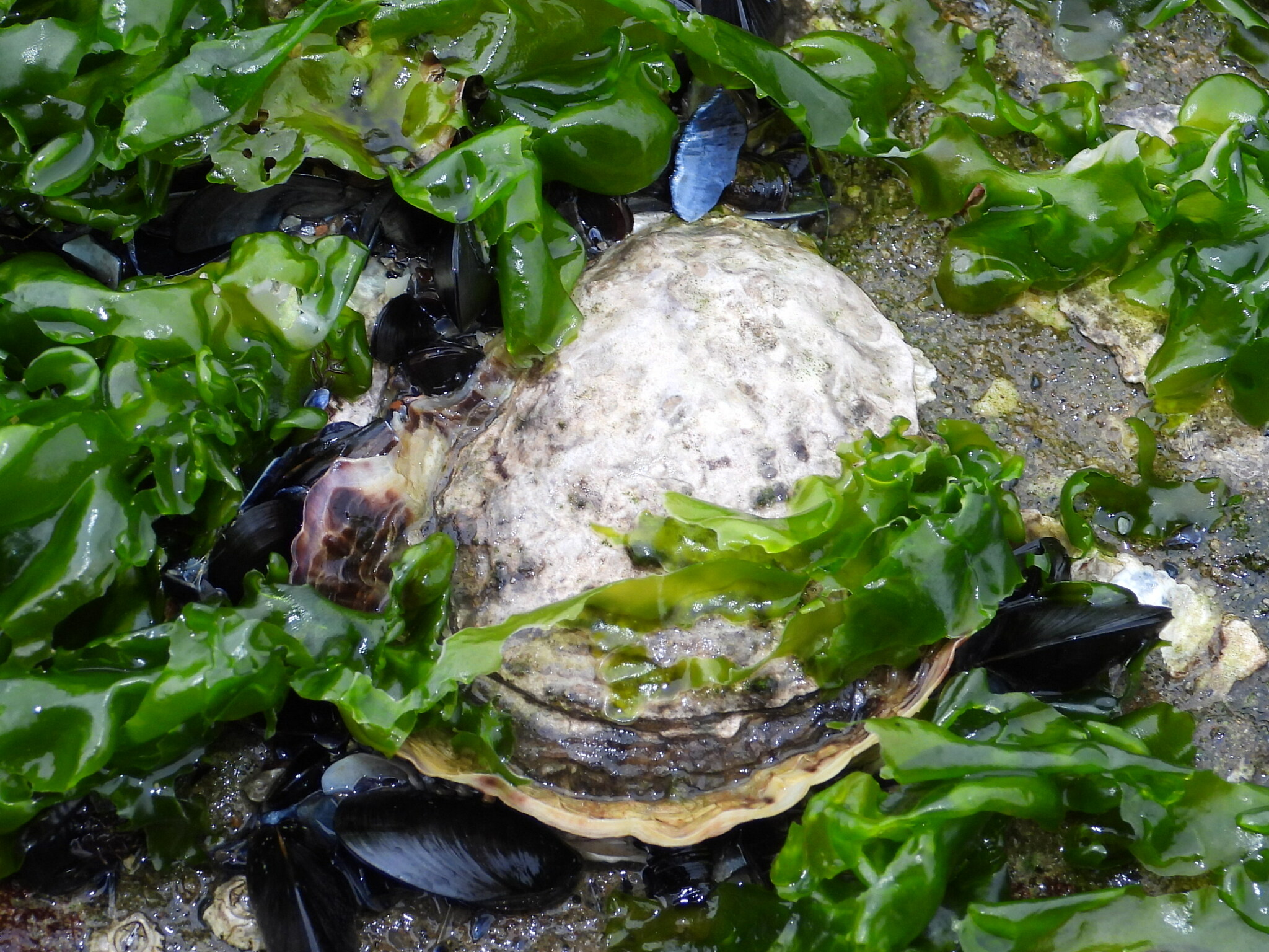 Magallana gigas (Thunberg, 1793)