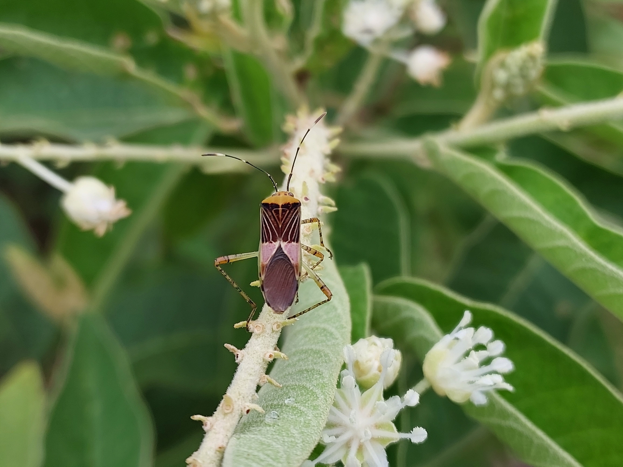 Hypselonotus Hahn, 1833