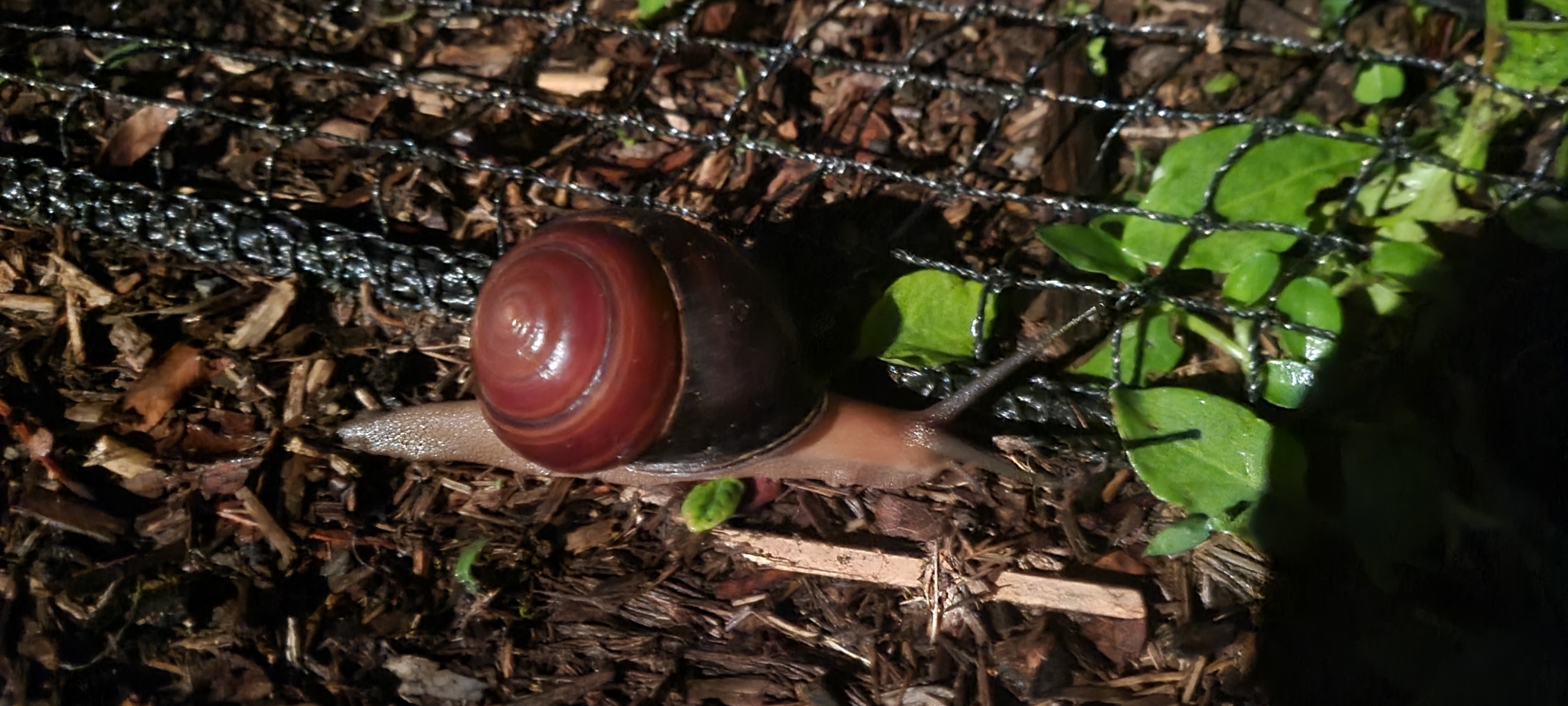 Sphaerospira Mörch, 1867