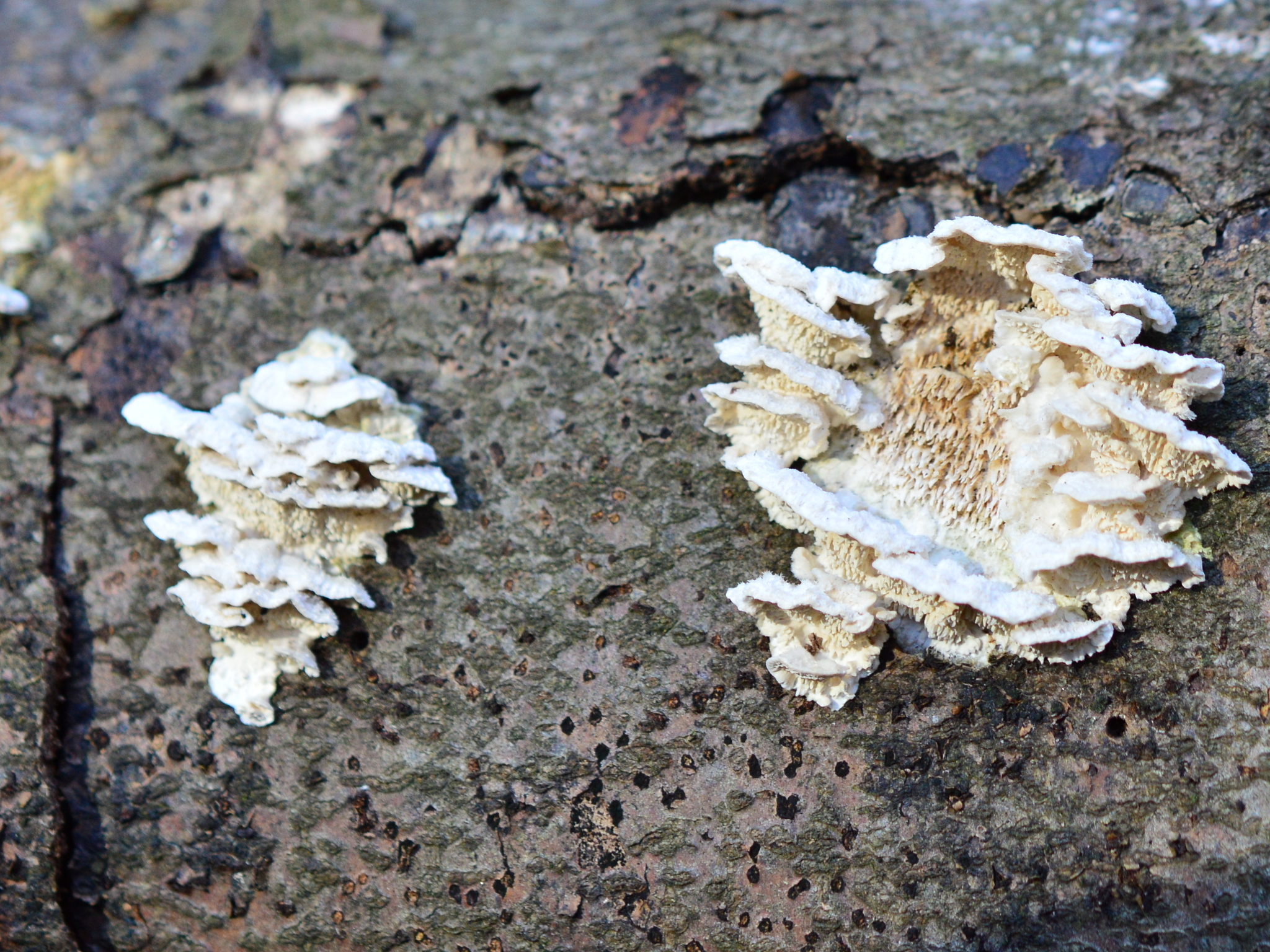 Irpex lacteus (Fr.) Fr.