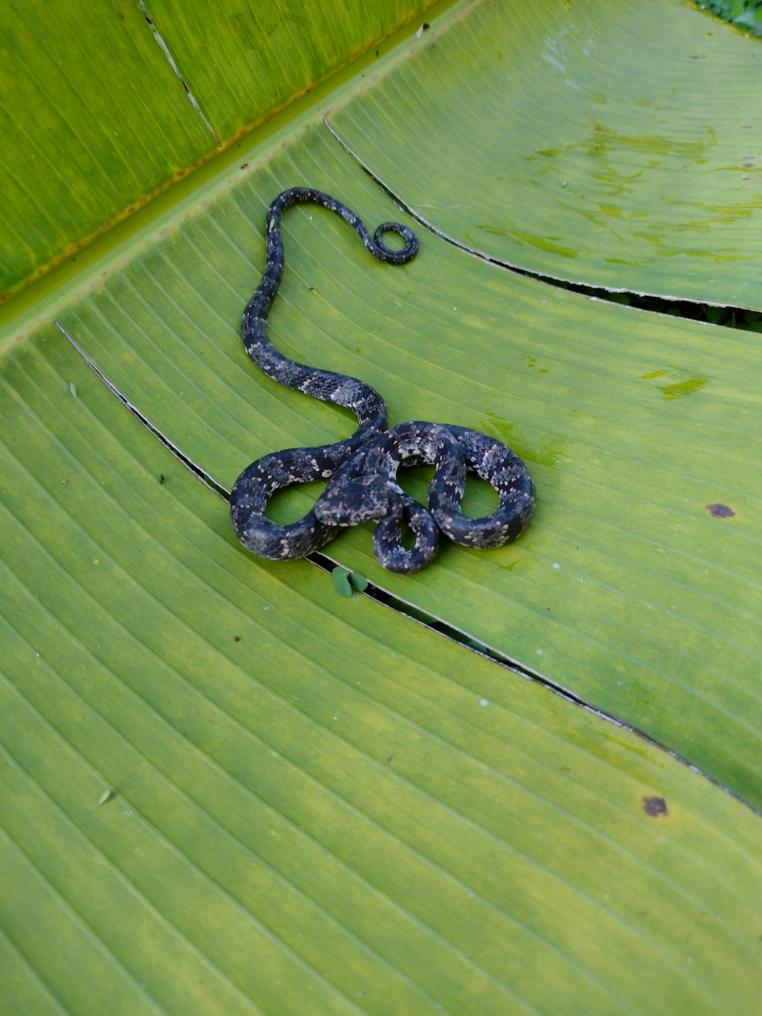 Sibon nebulatus (Linnaeus, 1758)