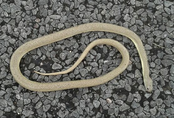 Pseudonaja guttata (Parker, 1926)