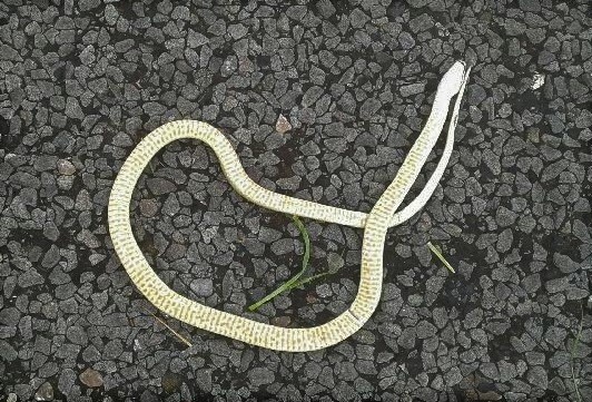 Pseudonaja guttata (Parker, 1926)