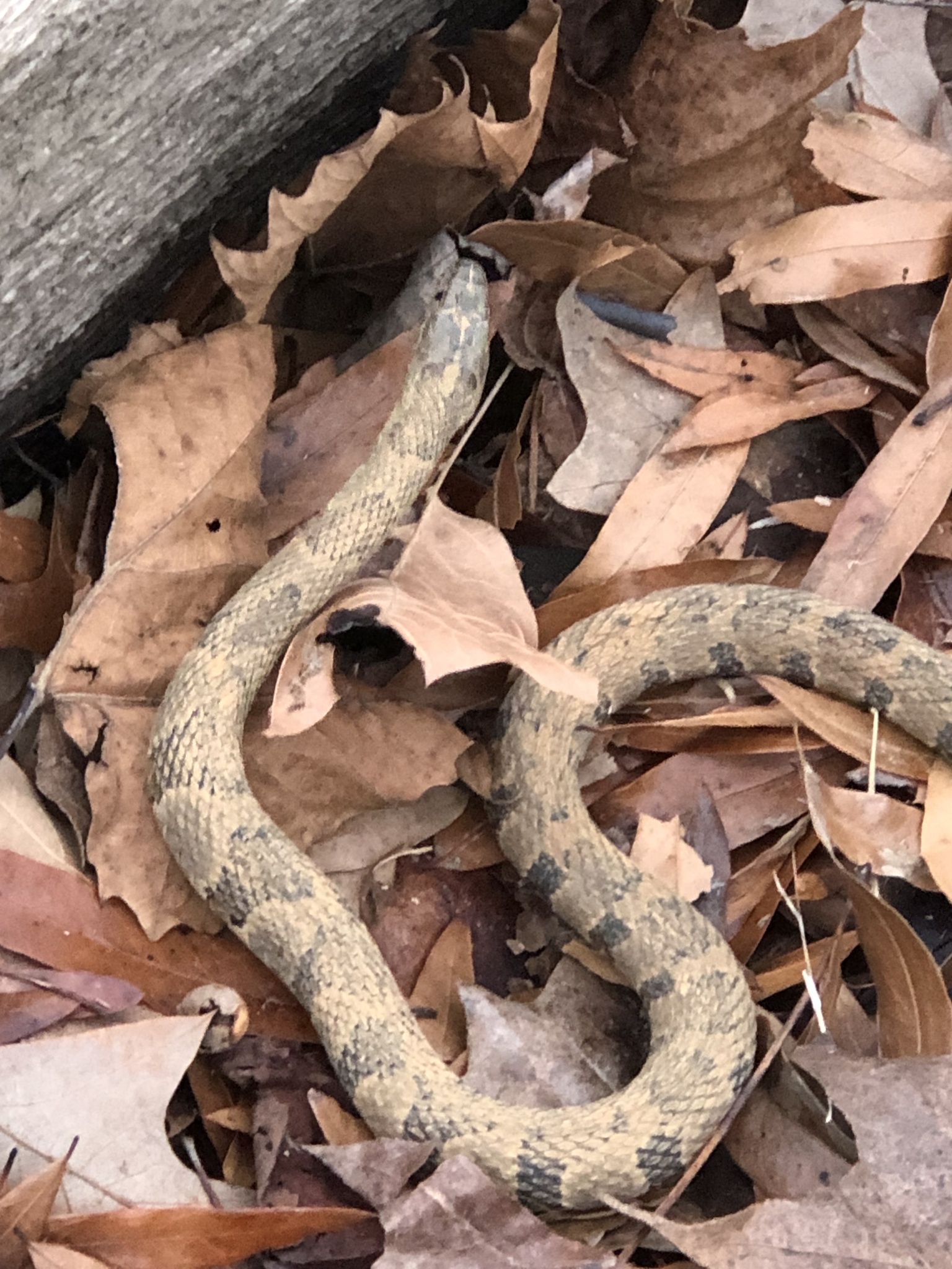 Nerodia sipedon (Linnaeus, 1758)