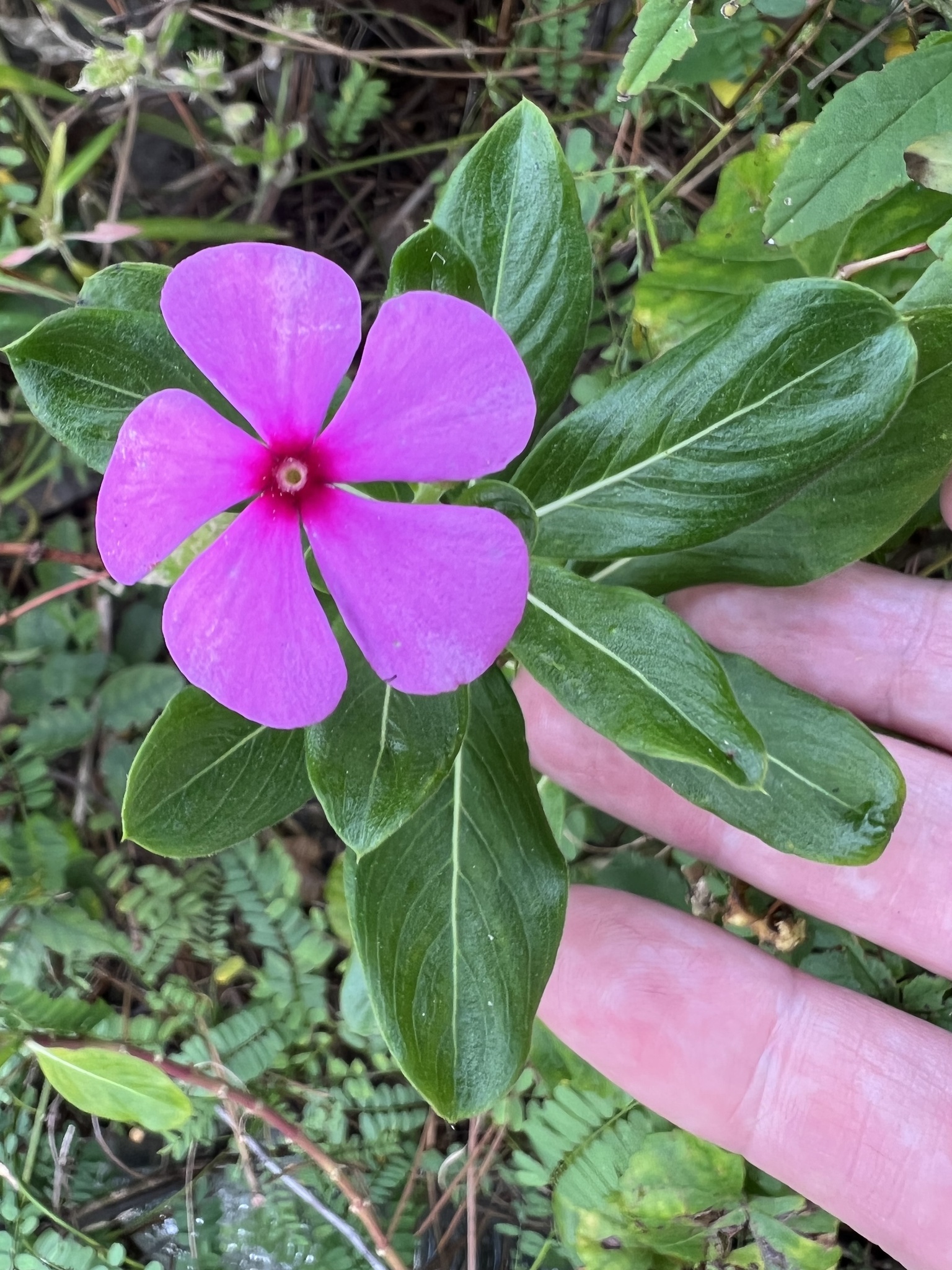 Catharanthus roseus (L.) G.Don
