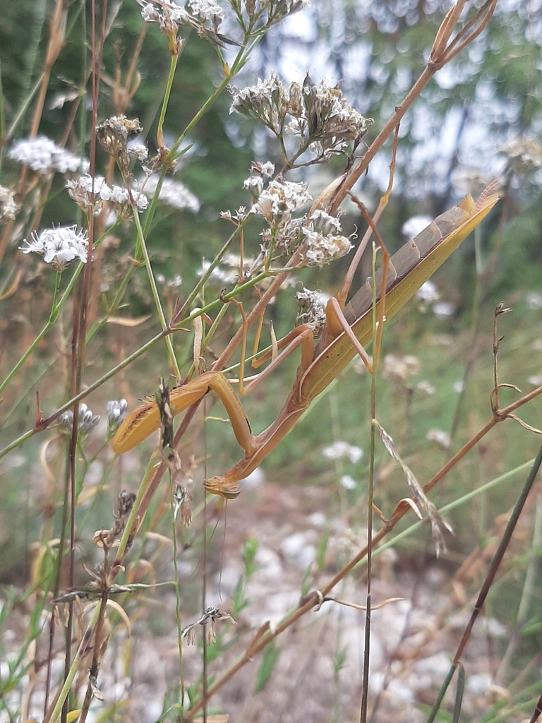 European Mantis from 37016 Garda VR, Italia on October 21, 2022 at 03: ...
