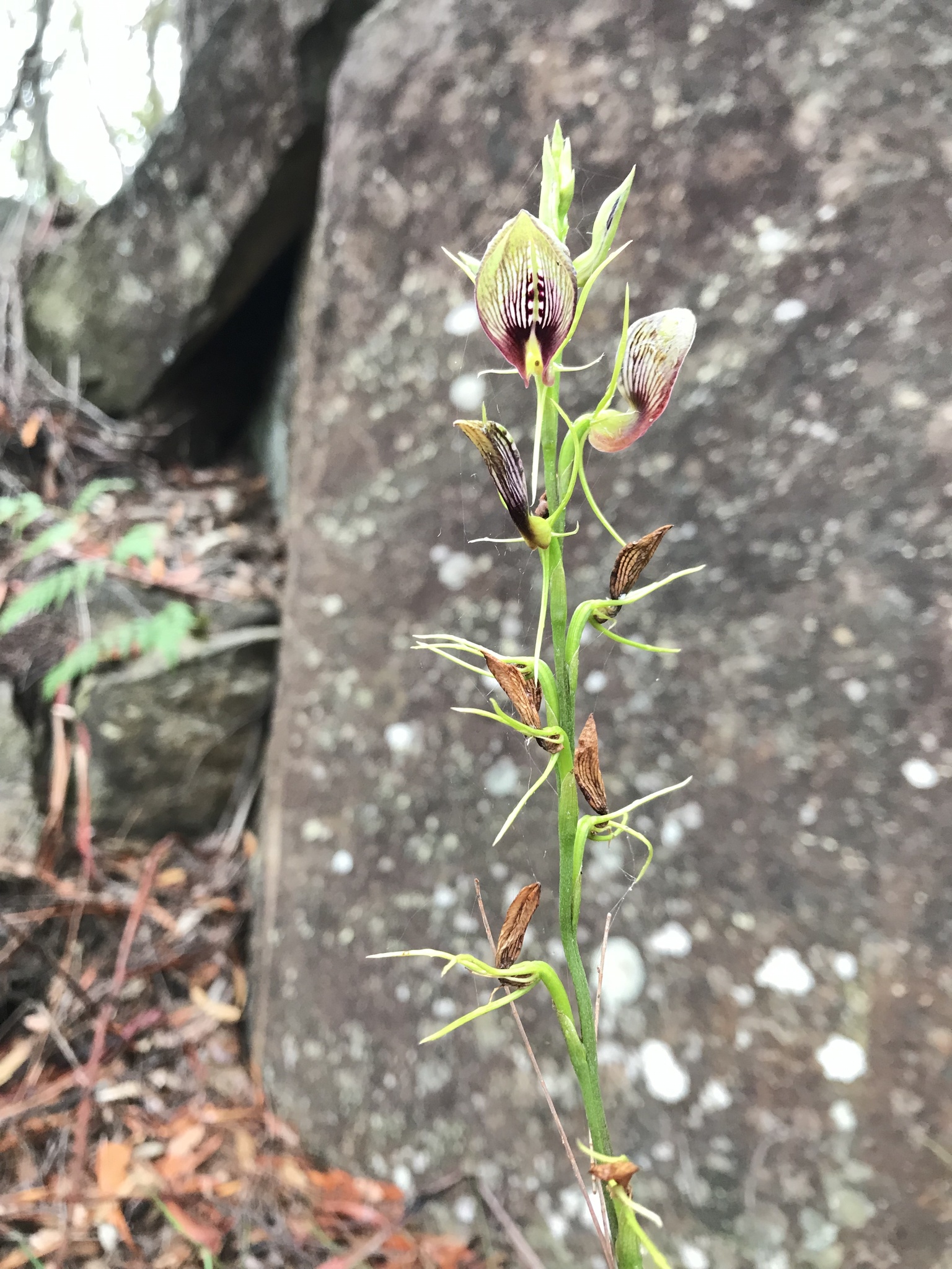 Cryptostylis erecta R.Br.