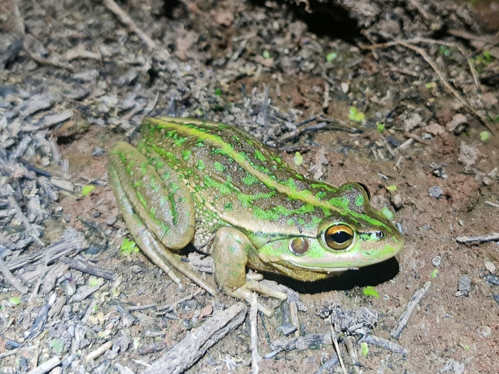 Southern Bell Frog from Chowilla SA 5341, Australia on January 3, 2023 ...