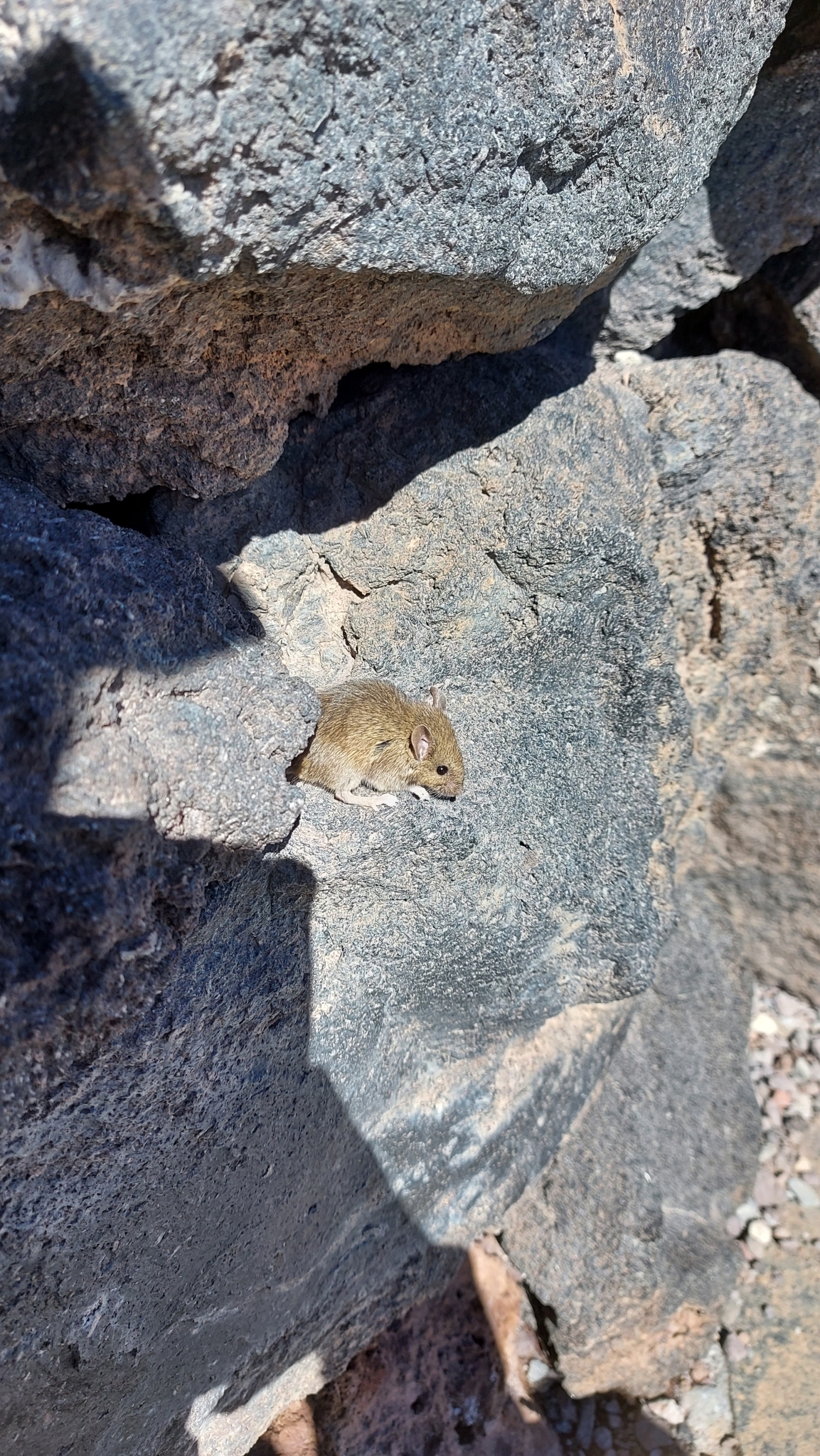 Mus musculus Linnaeus, 1758