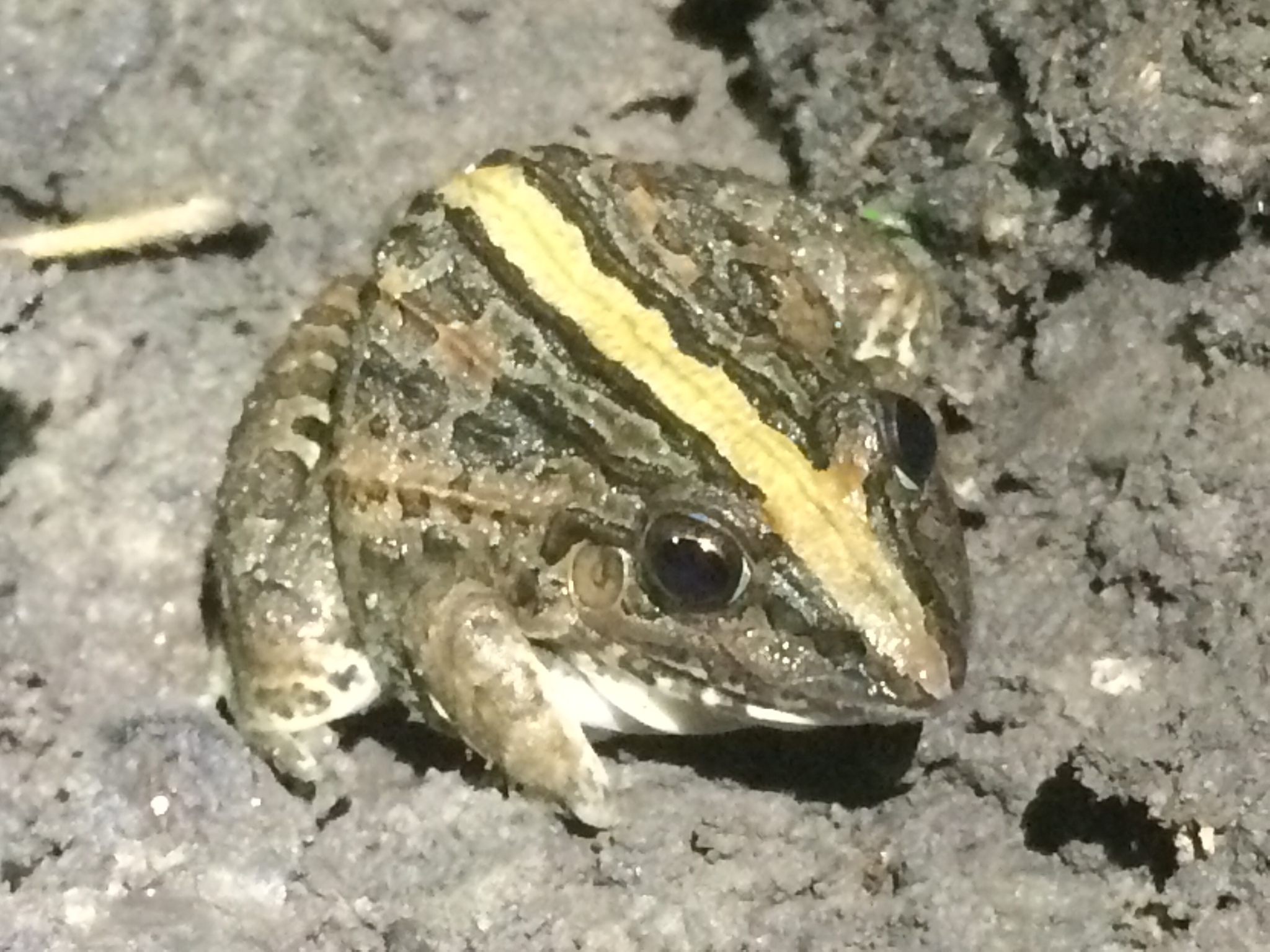 Leptodactylus fuscus (Schneider, 1799)