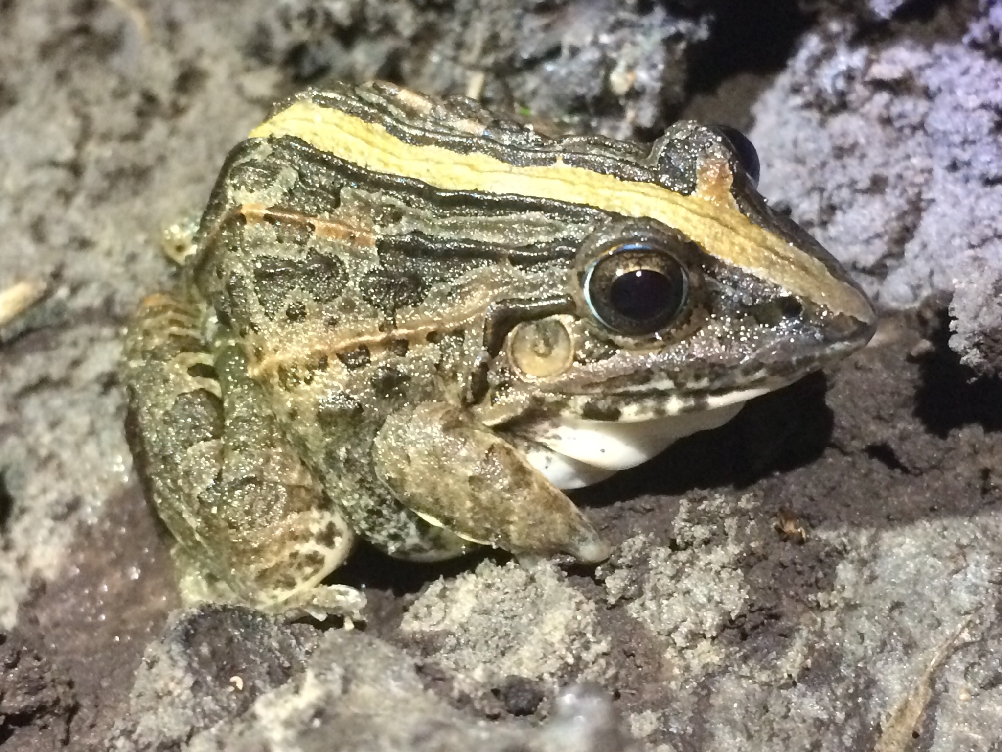 Leptodactylus fuscus (Schneider, 1799)