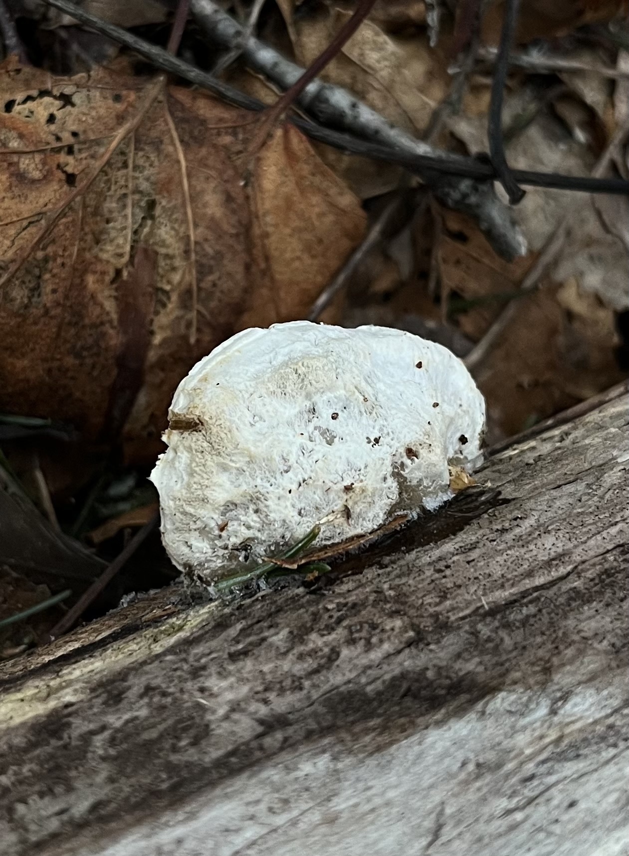 Tyromyces chioneus (Fr.) P.Karst.