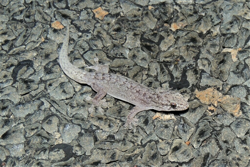 Eastern tree dtella from Barcaldine QLD 4725, Australia on January 5 ...