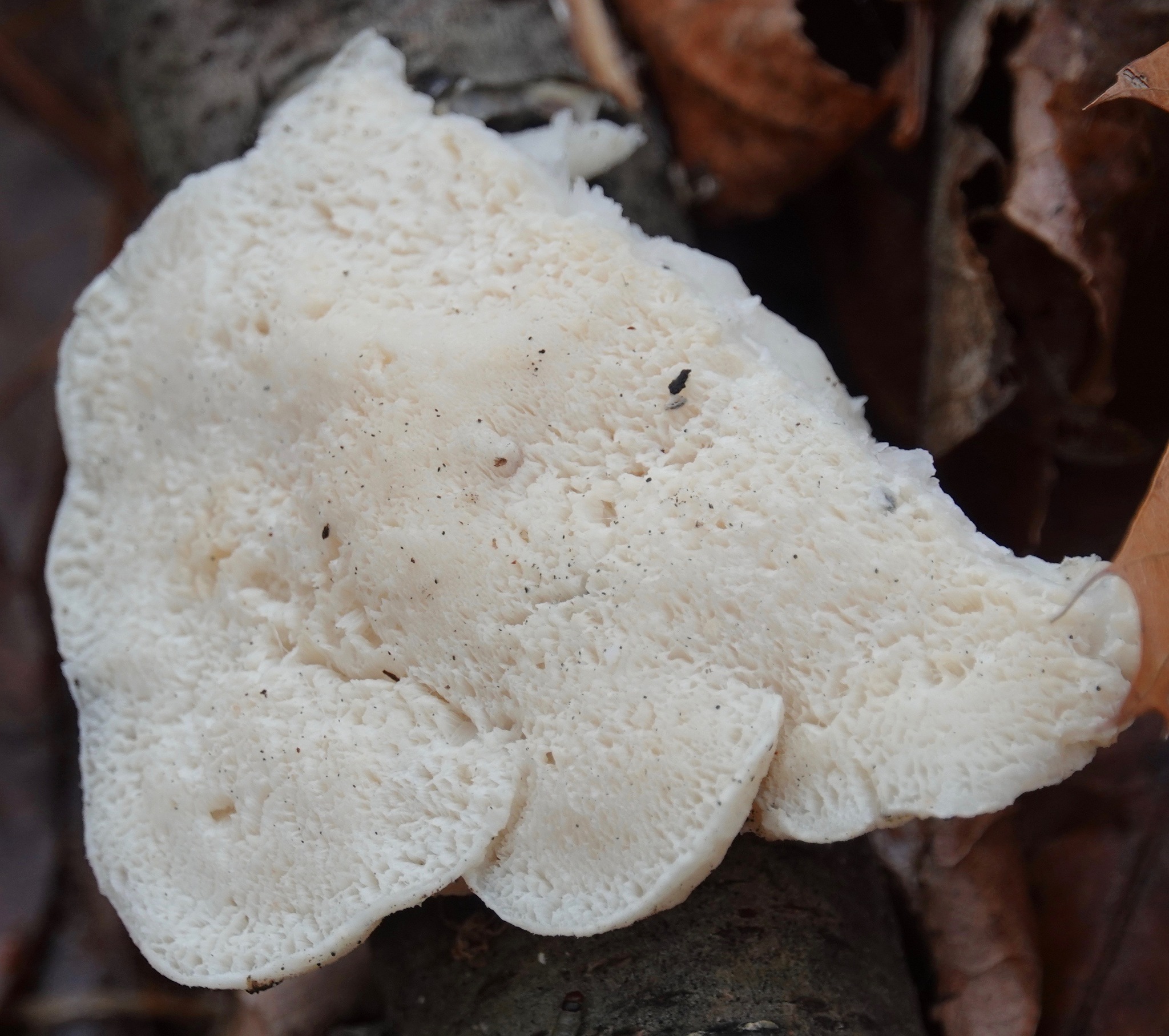 Tyromyces chioneus (Fr.) P.Karst.