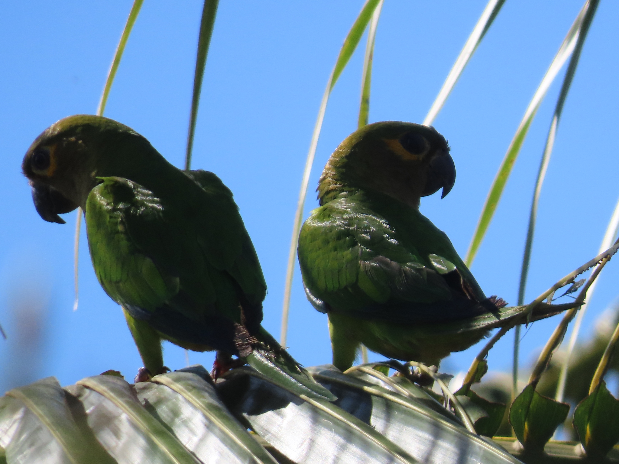Aratinga pertinax (Linnaeus, 1758)