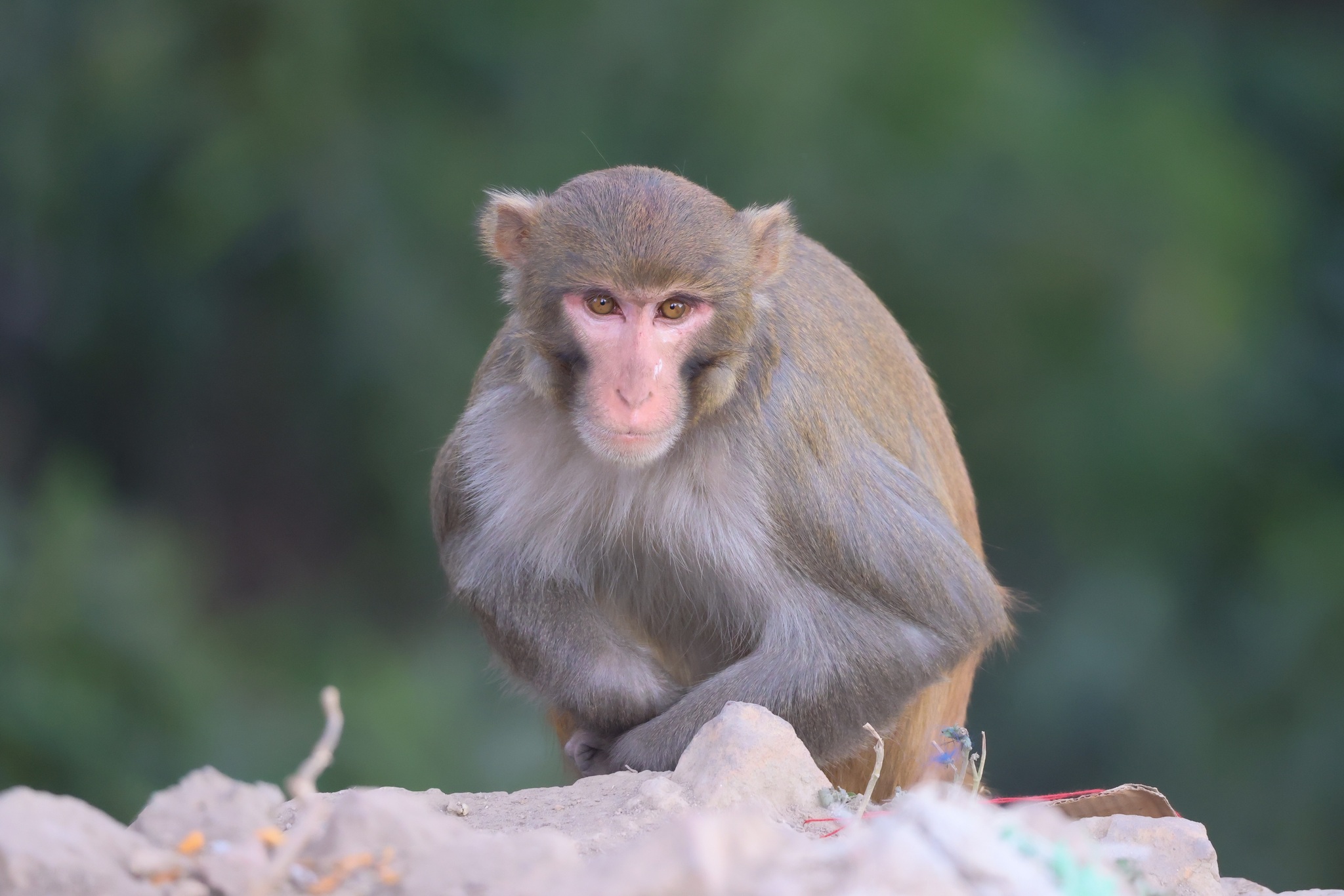 Macaca Lacépède, 1799