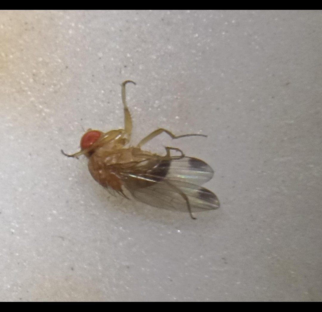 Drosophila suzukii (Matsumura, 1931)