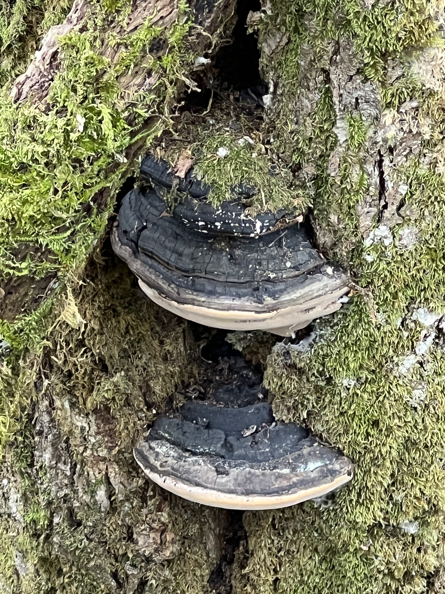 Phellinus igniarius (L.) Quél.