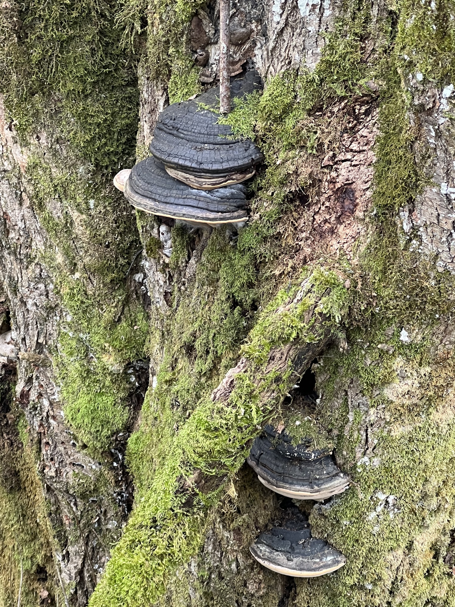 Phellinus igniarius (L.) Quél.