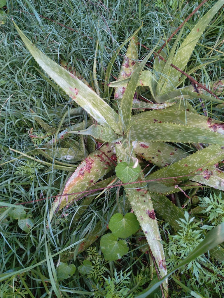 spotted aloe from Carletonville, 2499, South Africa on January 4, 2023 ...