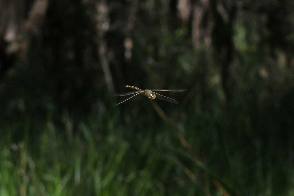 Australian Emperor from Brisbane QLD, Australia on January 6, 2023 at ...