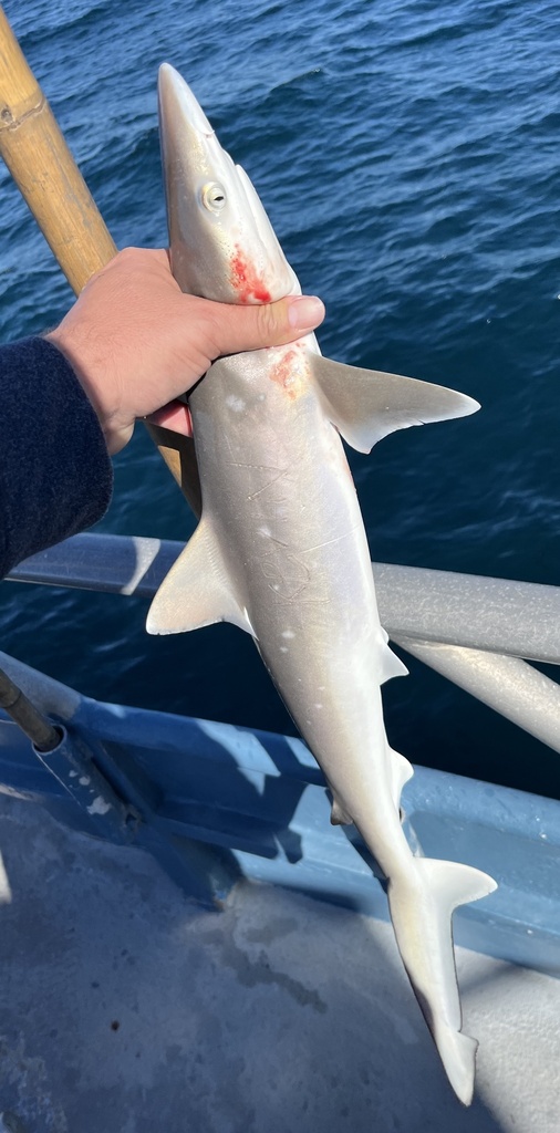 Sharpnose Sharks (Rhizoprionodon) - Marine Life Identification