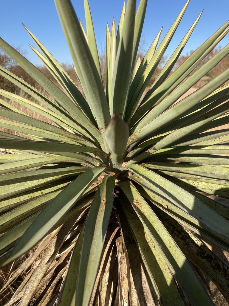 Spanish dagger from Corpus Christi, TX, US on December 31, 2022 at 03: ...