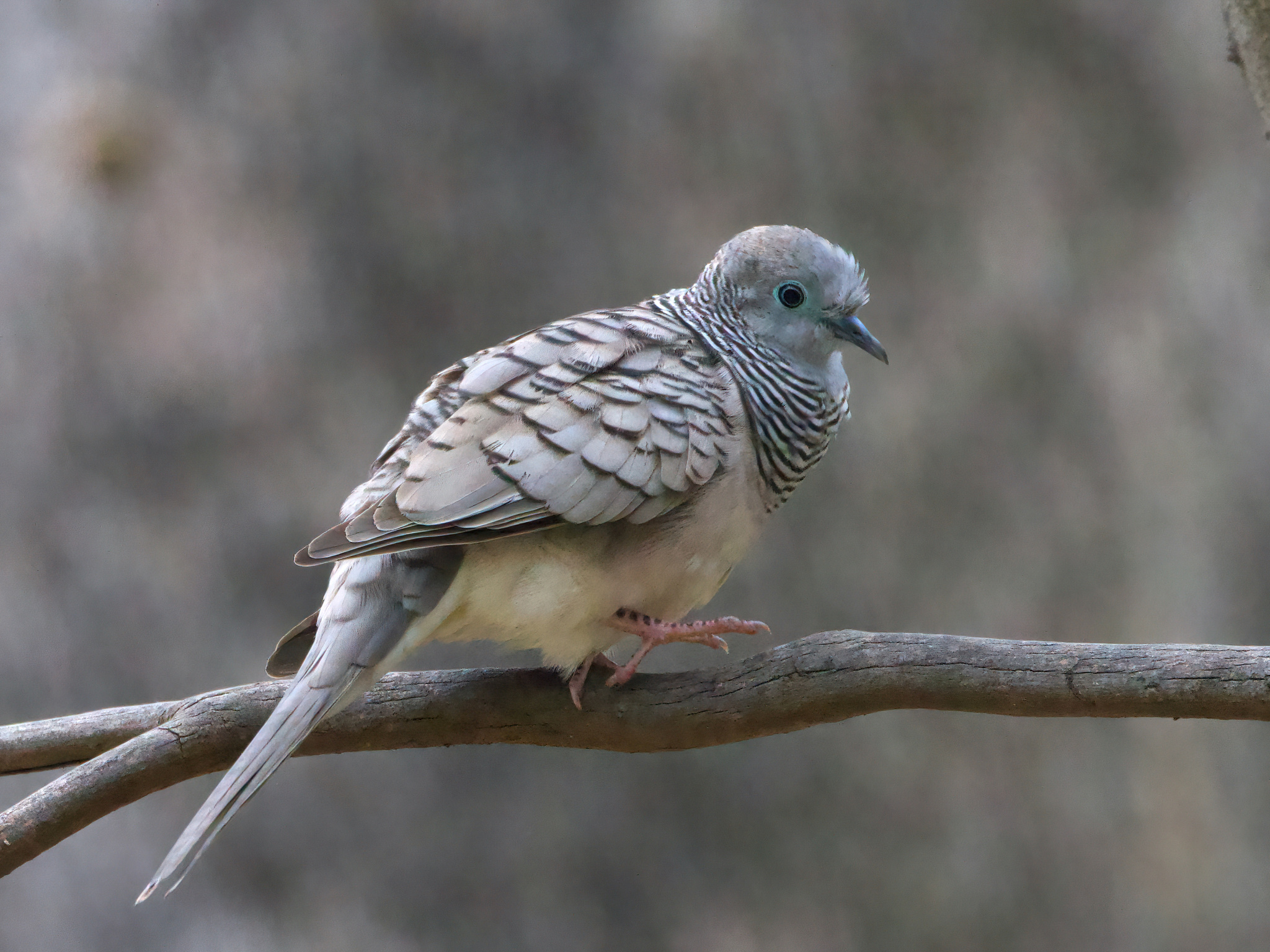 Geopelia placida Gould, 1844