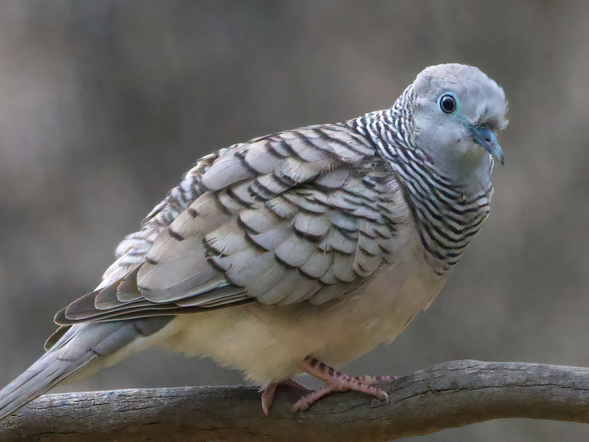 Geopelia placida Gould, 1844