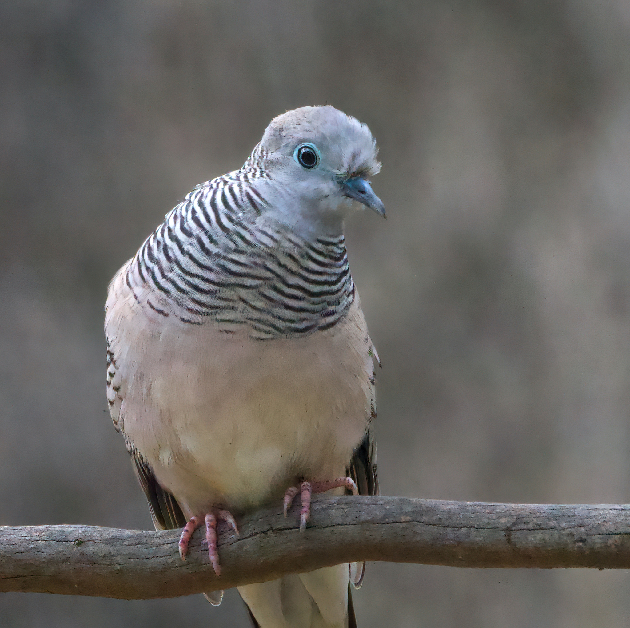 Geopelia placida Gould, 1844