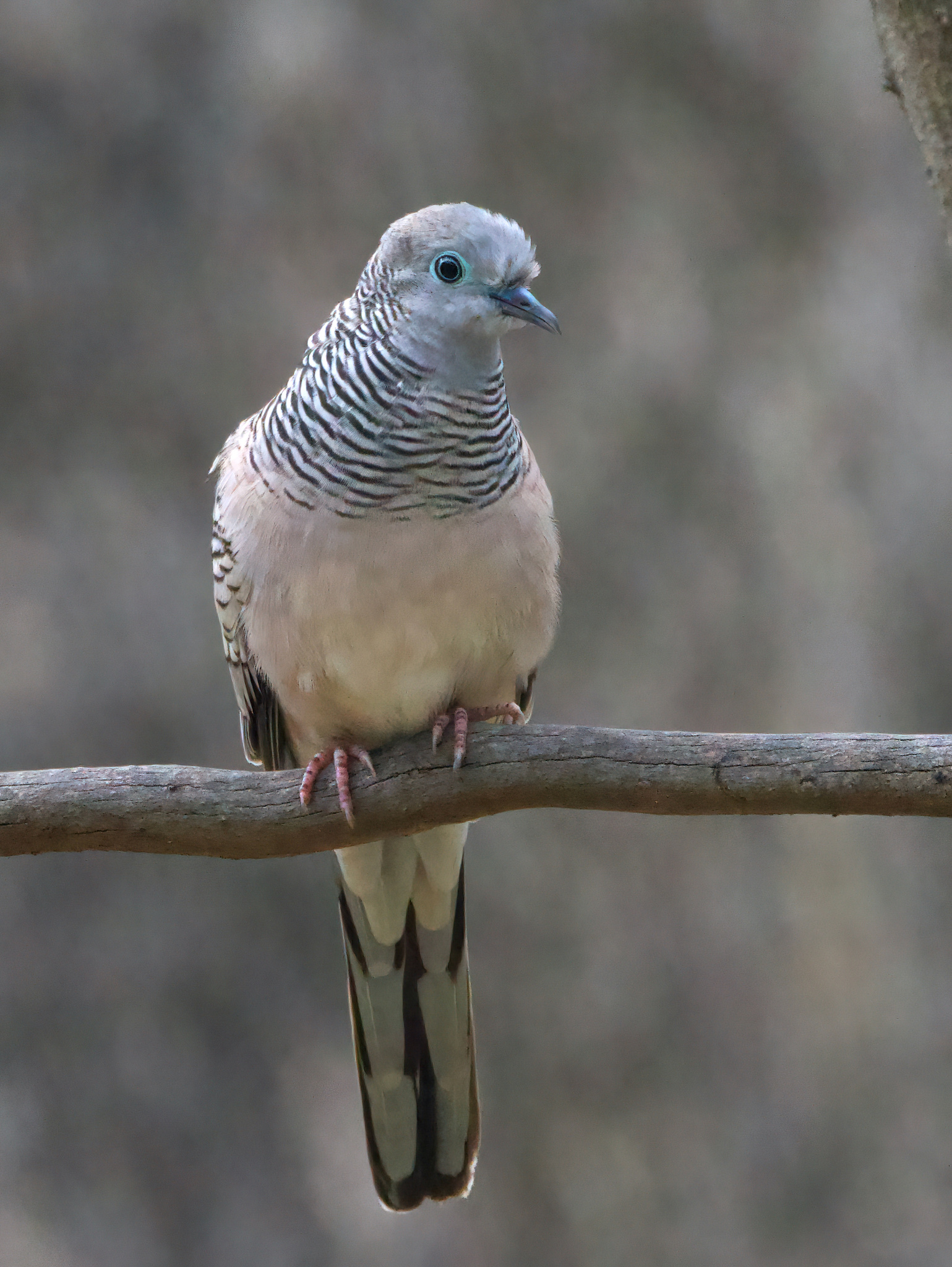 Geopelia placida Gould, 1844